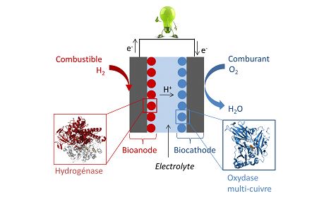 Biopile au glucose